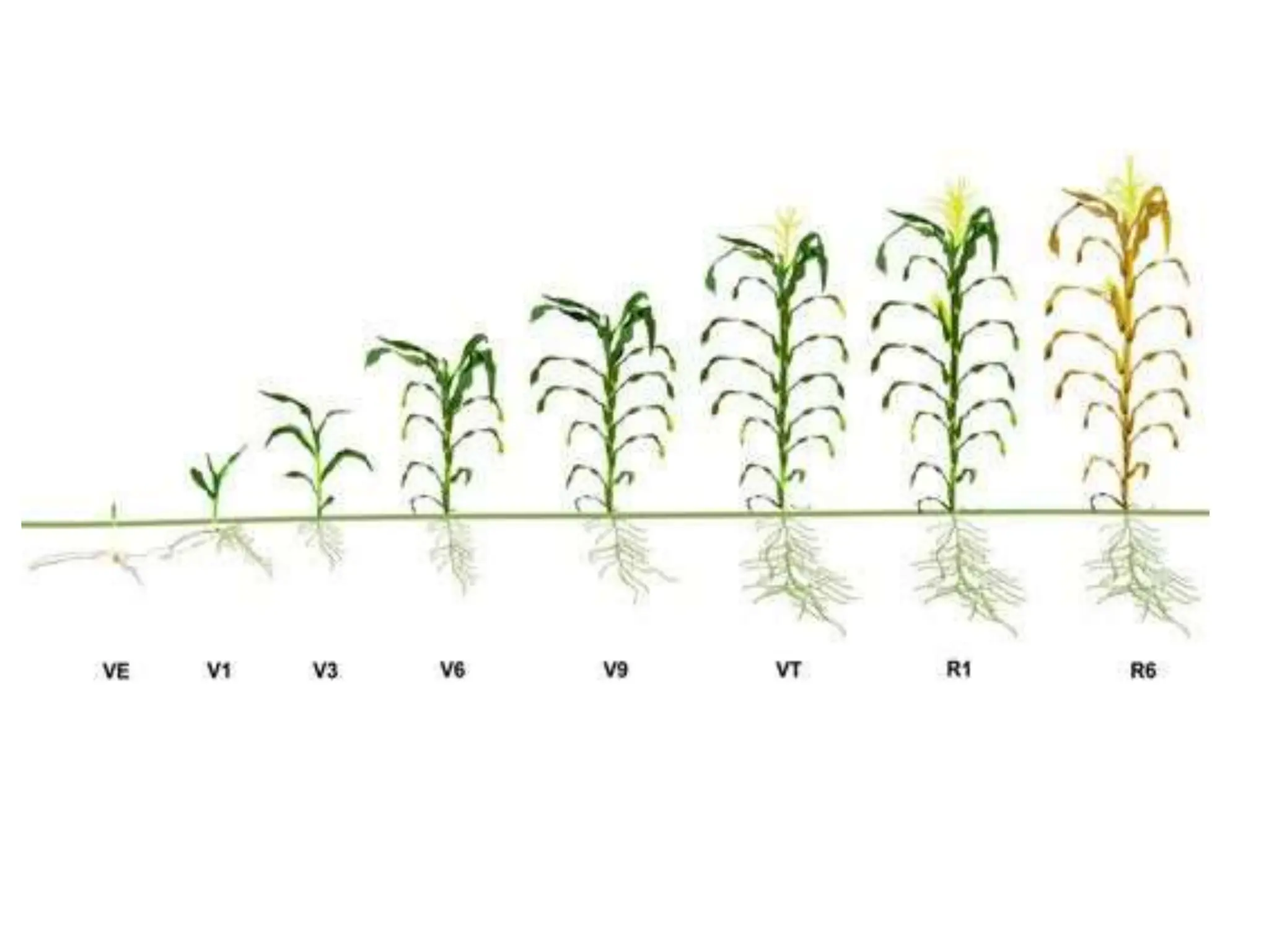 Advanced Physiology-of-Corn-Zea-Maize.pptx