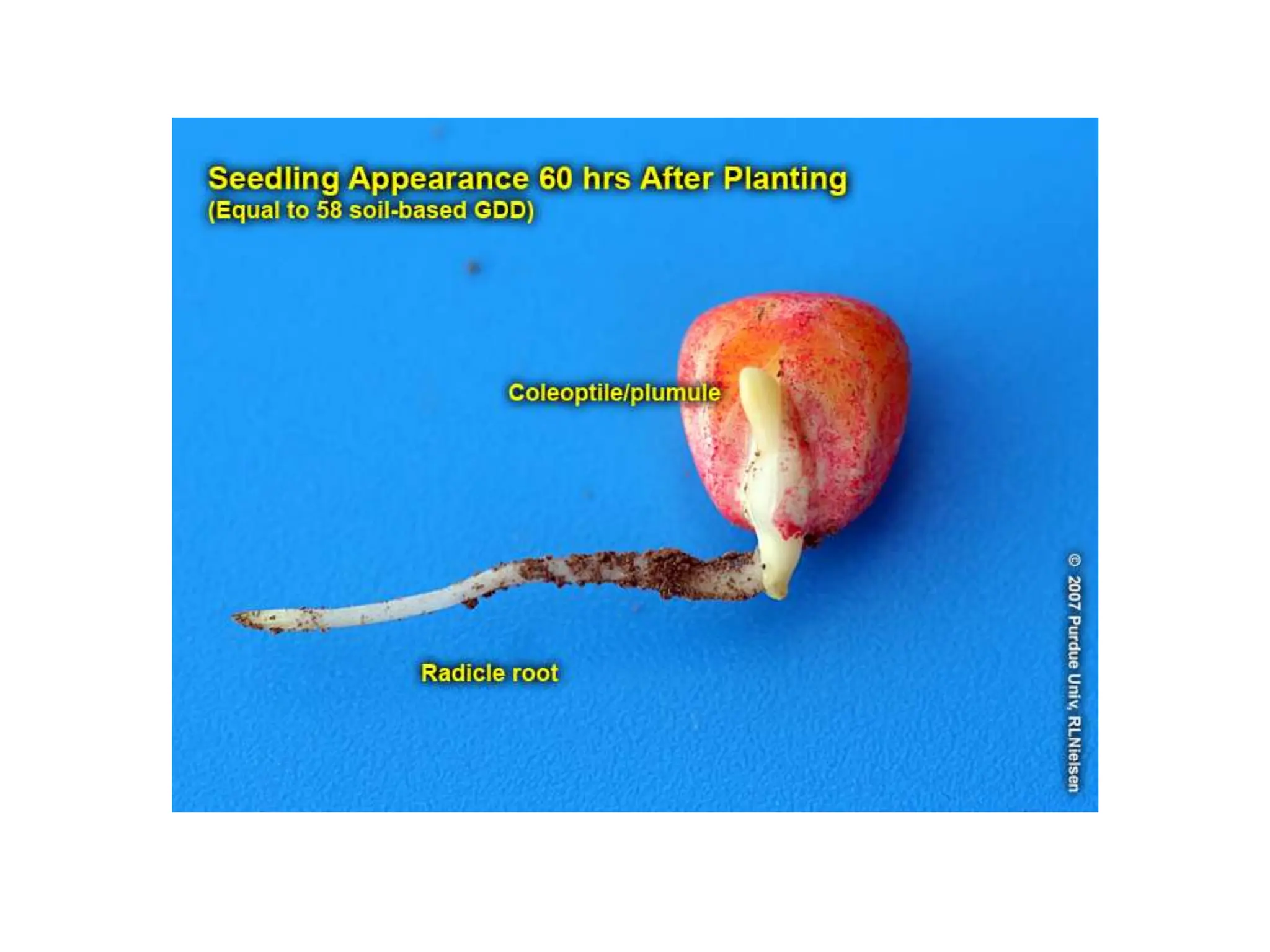 Advanced Physiology-of-Corn-Zea-Maize.pptx