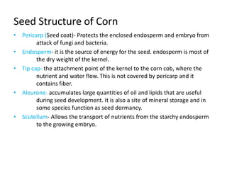 Advanced Physiology-of-Corn-Zea-Maize.pptx | Gardening | Home & Garden