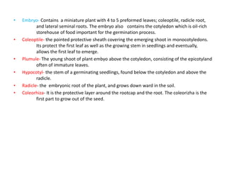 Advanced Physiology-of-Corn-Zea-Maize.pptx