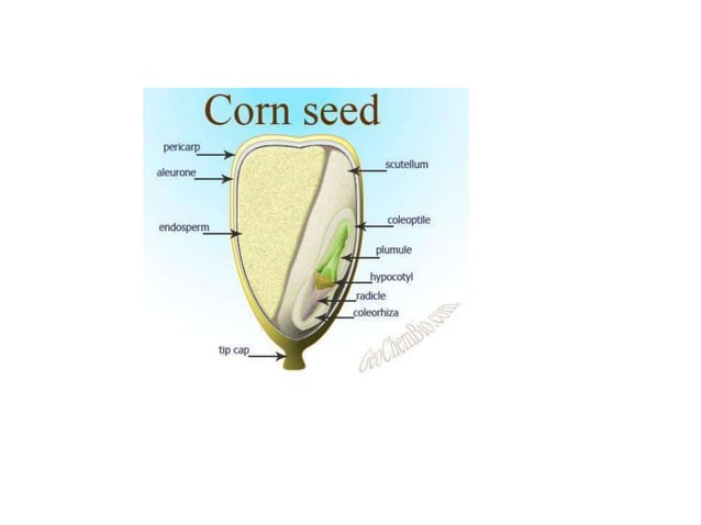 Advanced Physiology-of-Corn-Zea-Maize.pptx