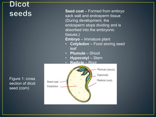Seed propagation-agribotany | PPTX | Gardening | Home & Garden
