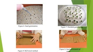 Seed quality testing of vegetable seeds at lab | PPTX