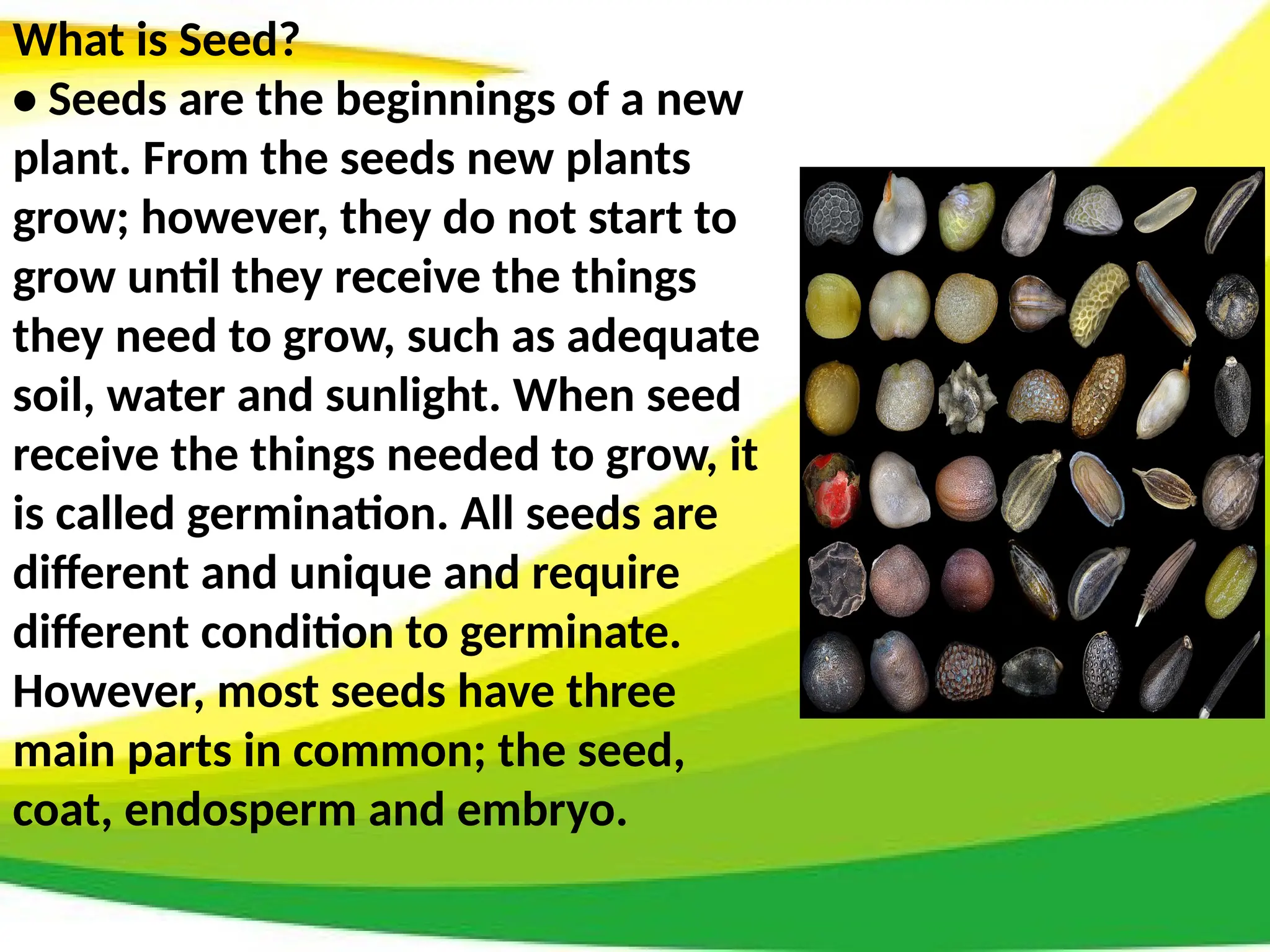 Seed-Sowing and Methods of Seed Sowing. Pptx | PPTX