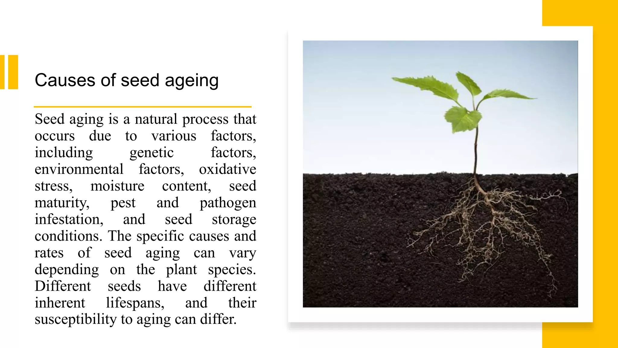 Seed Ageing.pptx