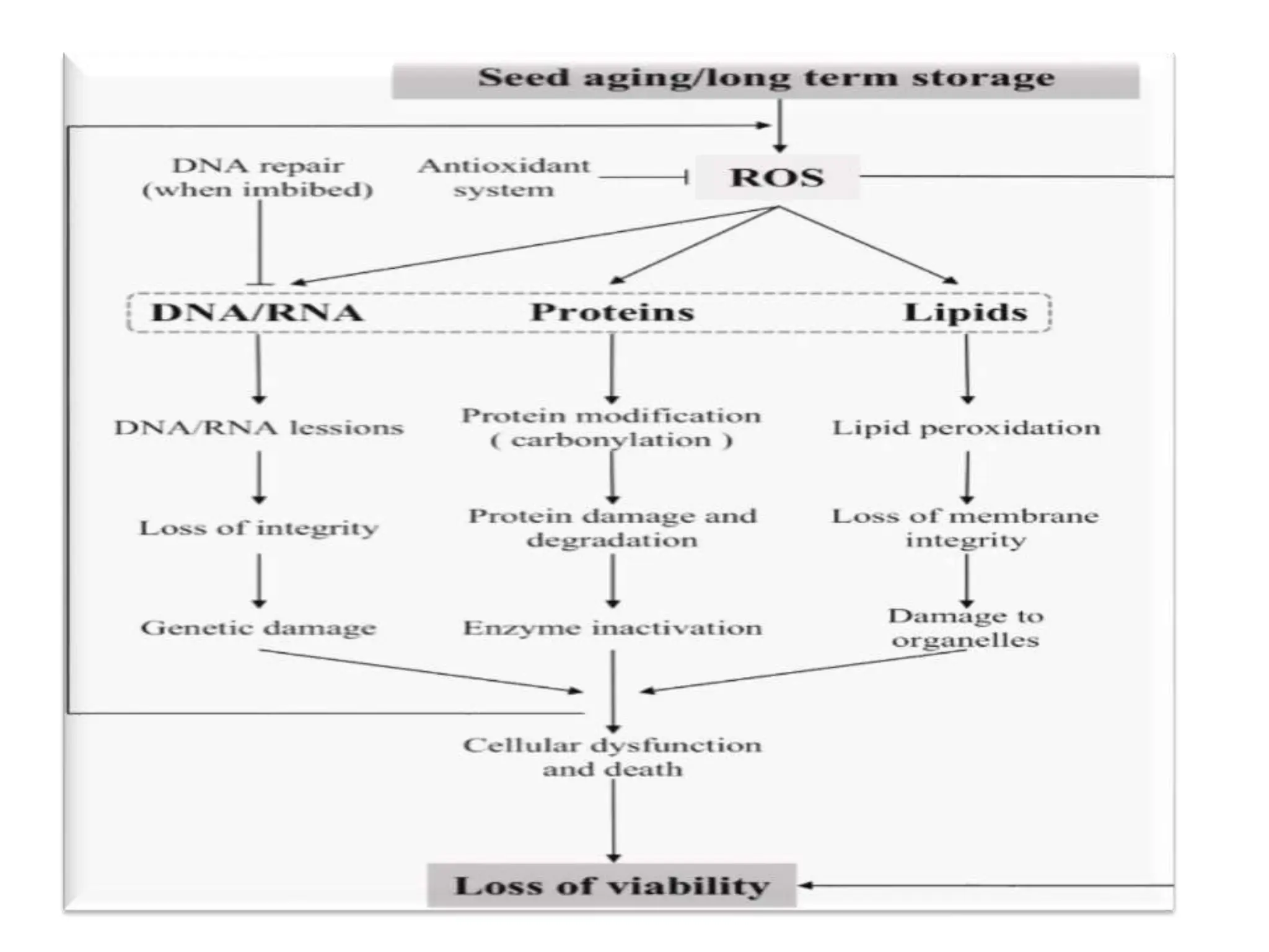 Seed aging and mobilization of stored resources in seed | PPTX