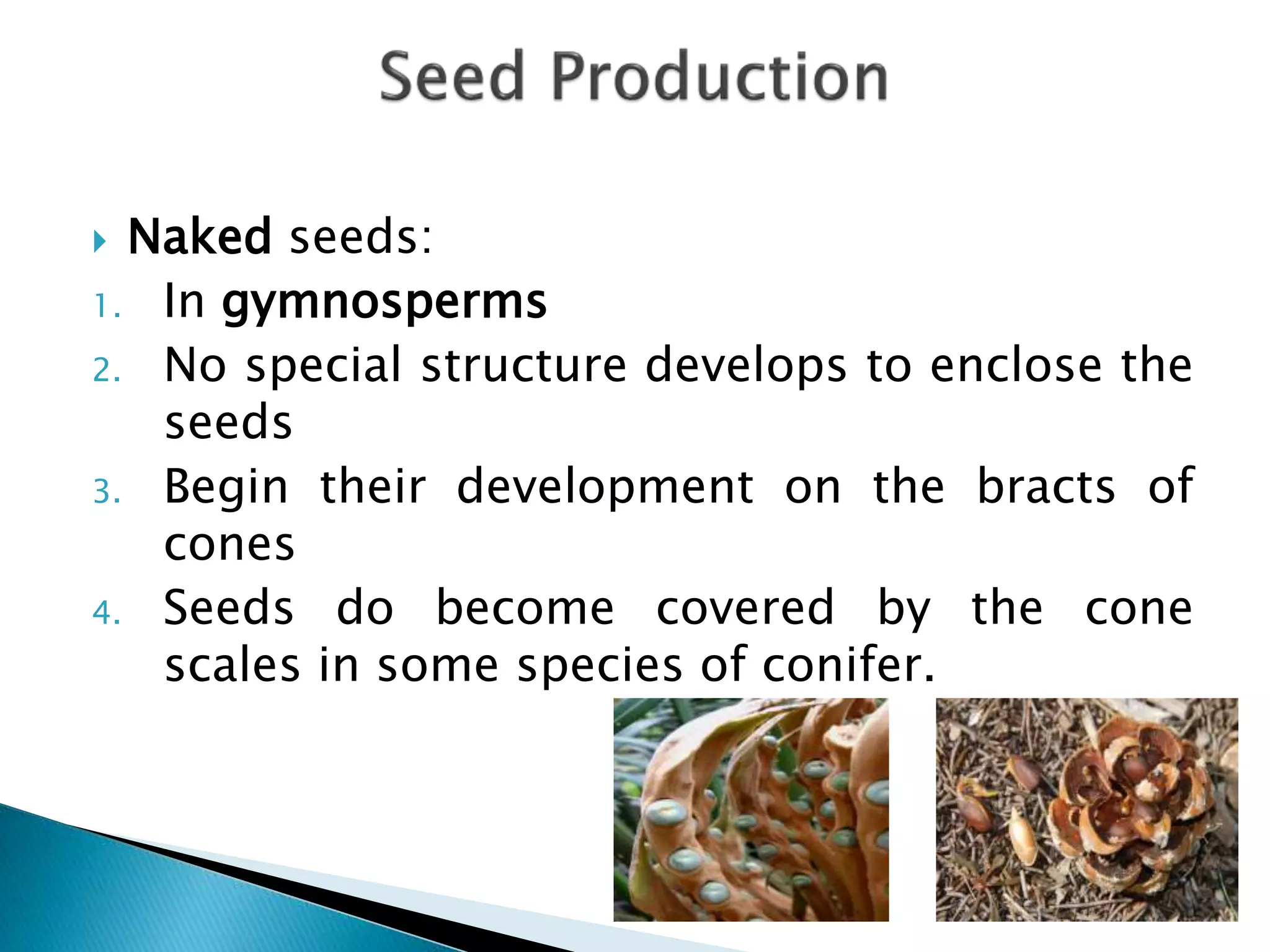 Seed and seedling vigor 17 | PPTX