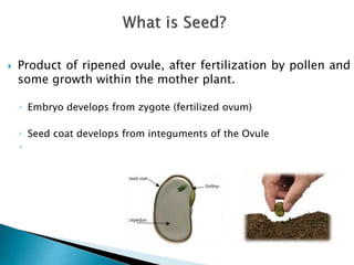 Seed and seedling vigor 17 | PPTX