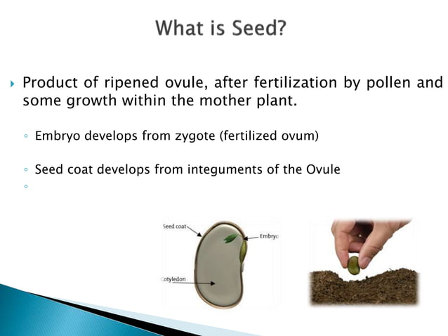 Seed and seedling vigor 17 | PPTX | Infertility | Reproductive Health