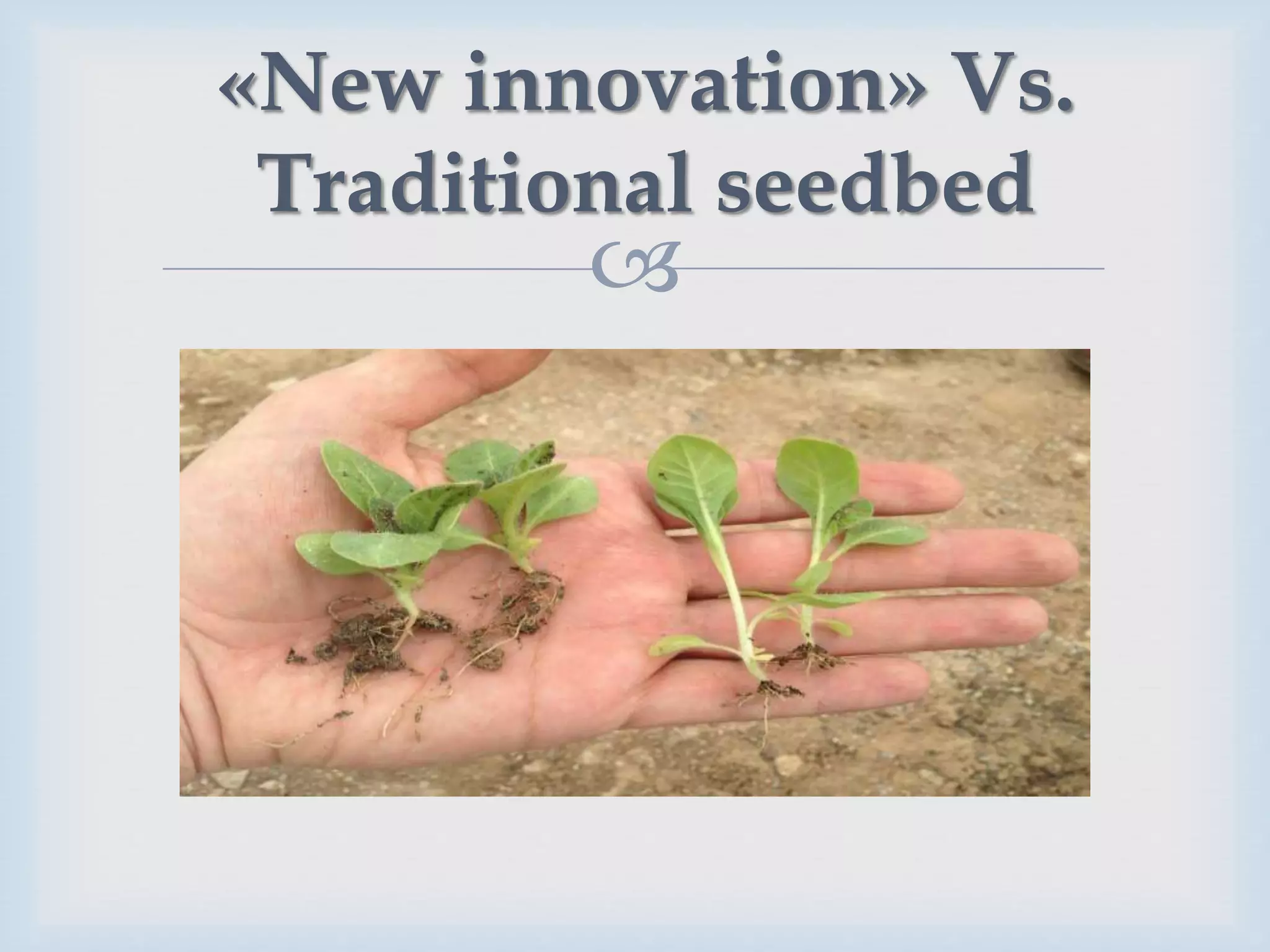 Seedbed cover (Oriental tobacco) | PPTX