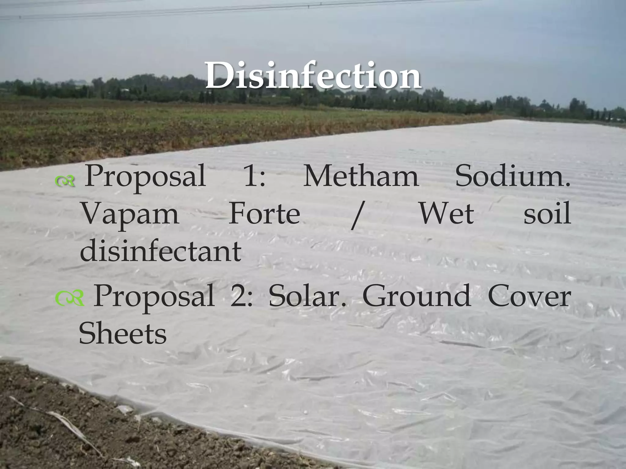 Seedbed cover (Oriental tobacco) | PPTX