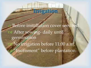 Seedbed cover (Oriental tobacco) | PPTX