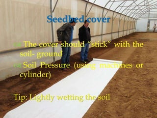 Seedbed cover (Oriental tobacco) | PPTX