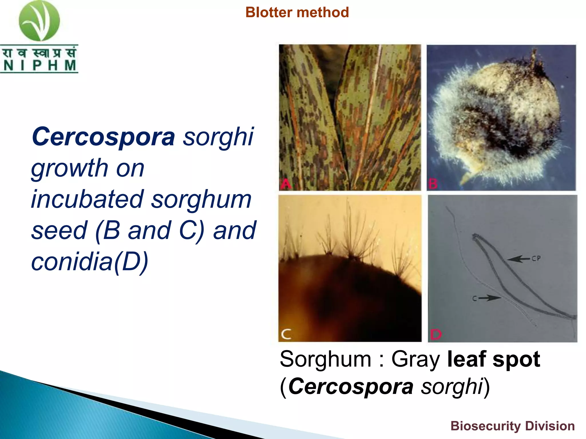 seed borne diseases 2 Gireeshsir.pptx