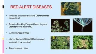 Seed borne diseases seminar | PPTX