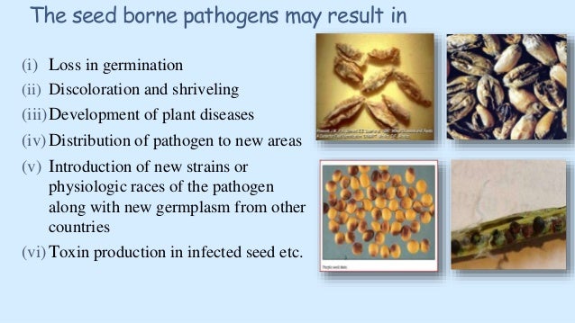 Seed borne diseases seminar