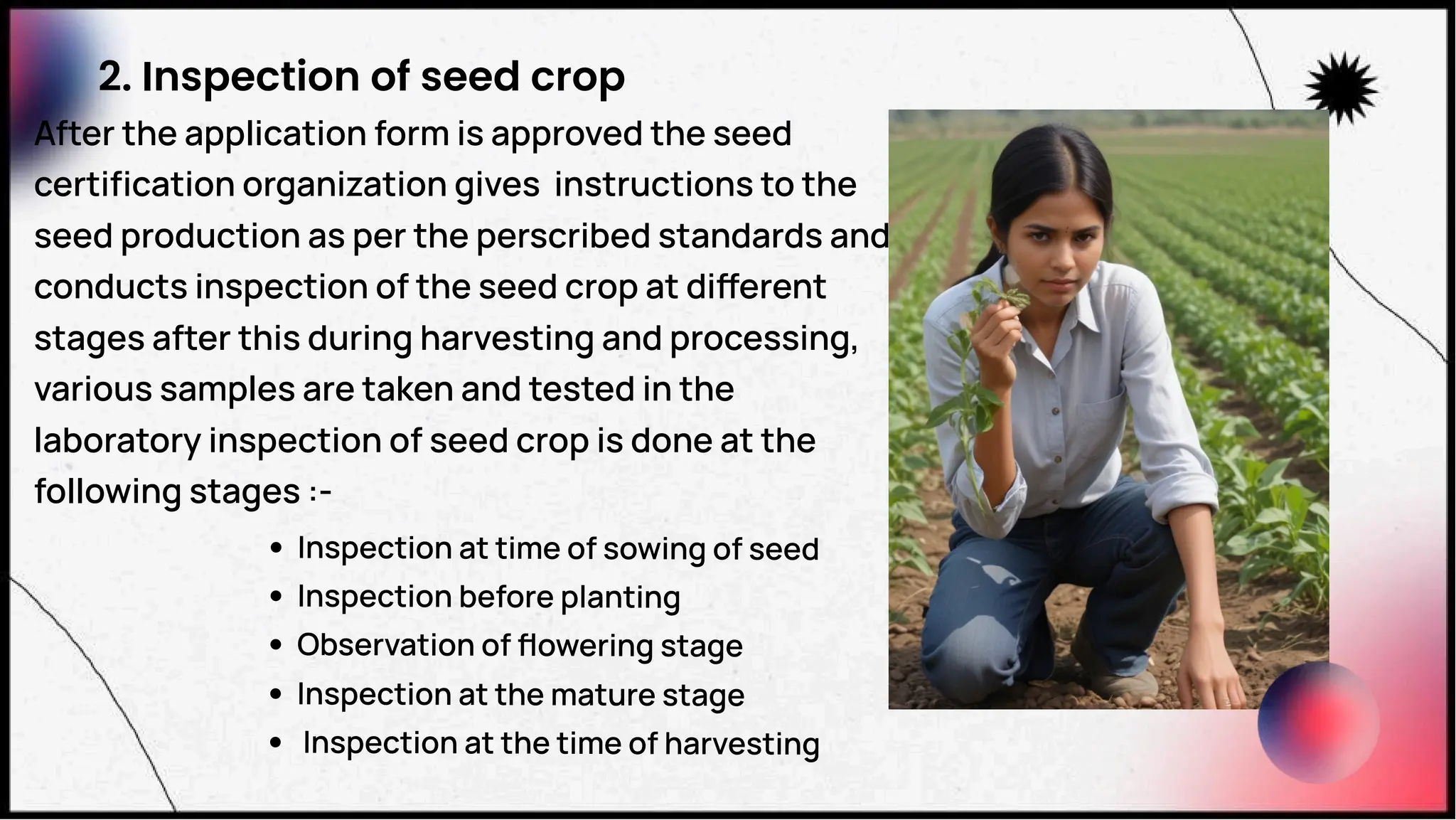 Seed Certification Phase and Procedure for Certification | PDF