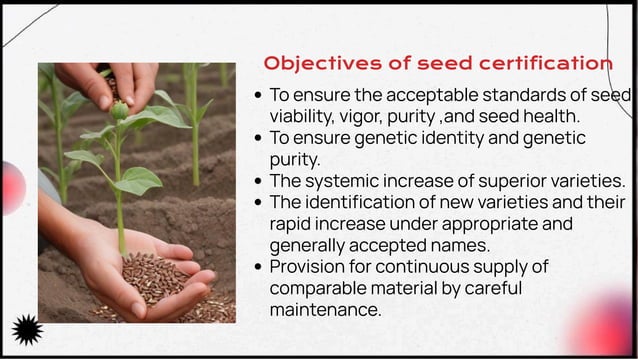 Seed Certification Phase and Procedure for Certification | PDF
