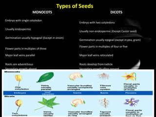 Classes of Seeds | PPTX