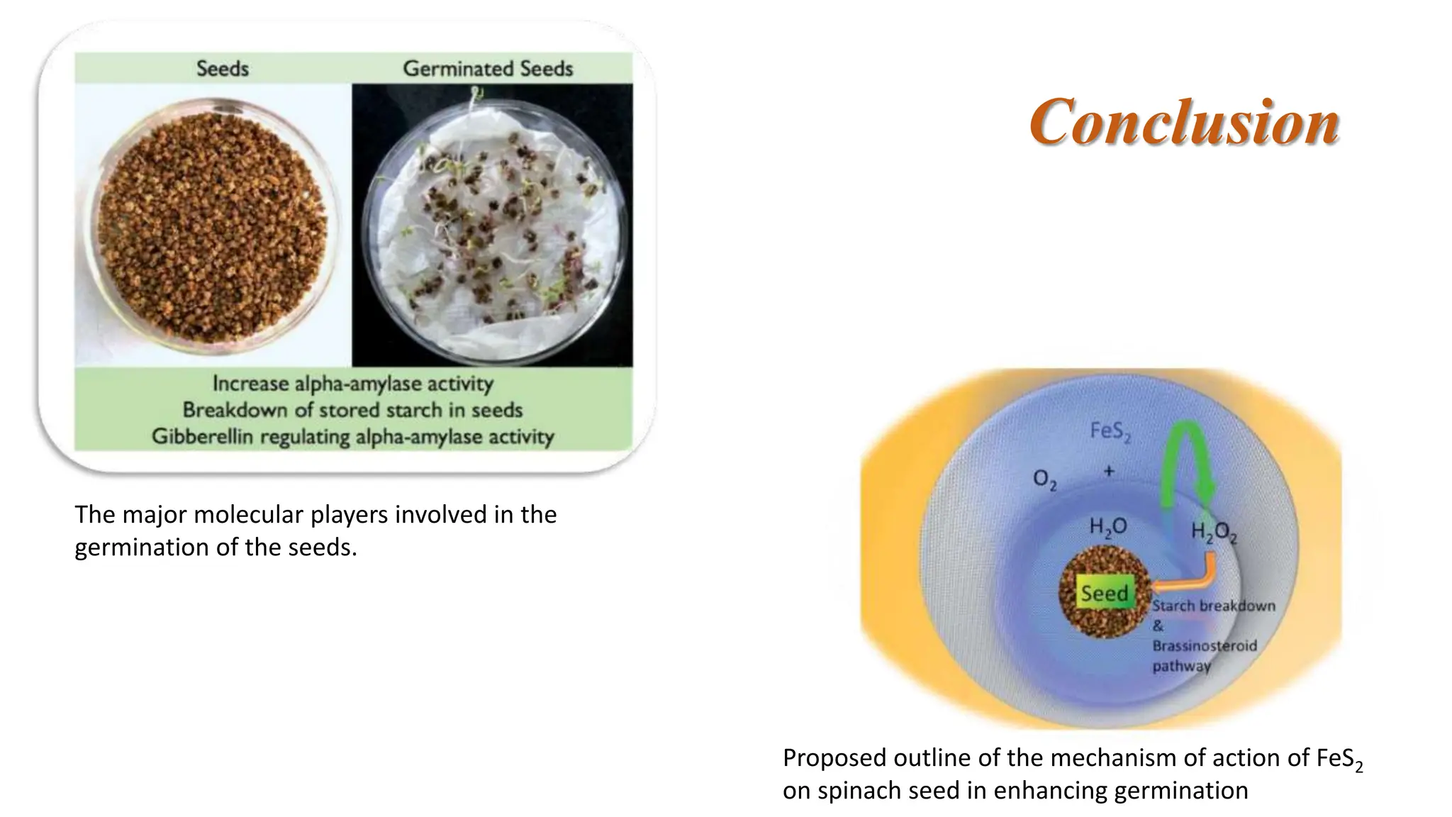 Seed Coating methods in vegetable crops .pptx