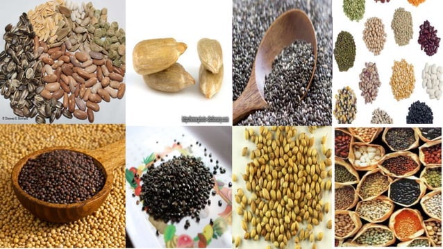 Seed collection and preservation | PPTX | Woodworking | Arts and Crafts