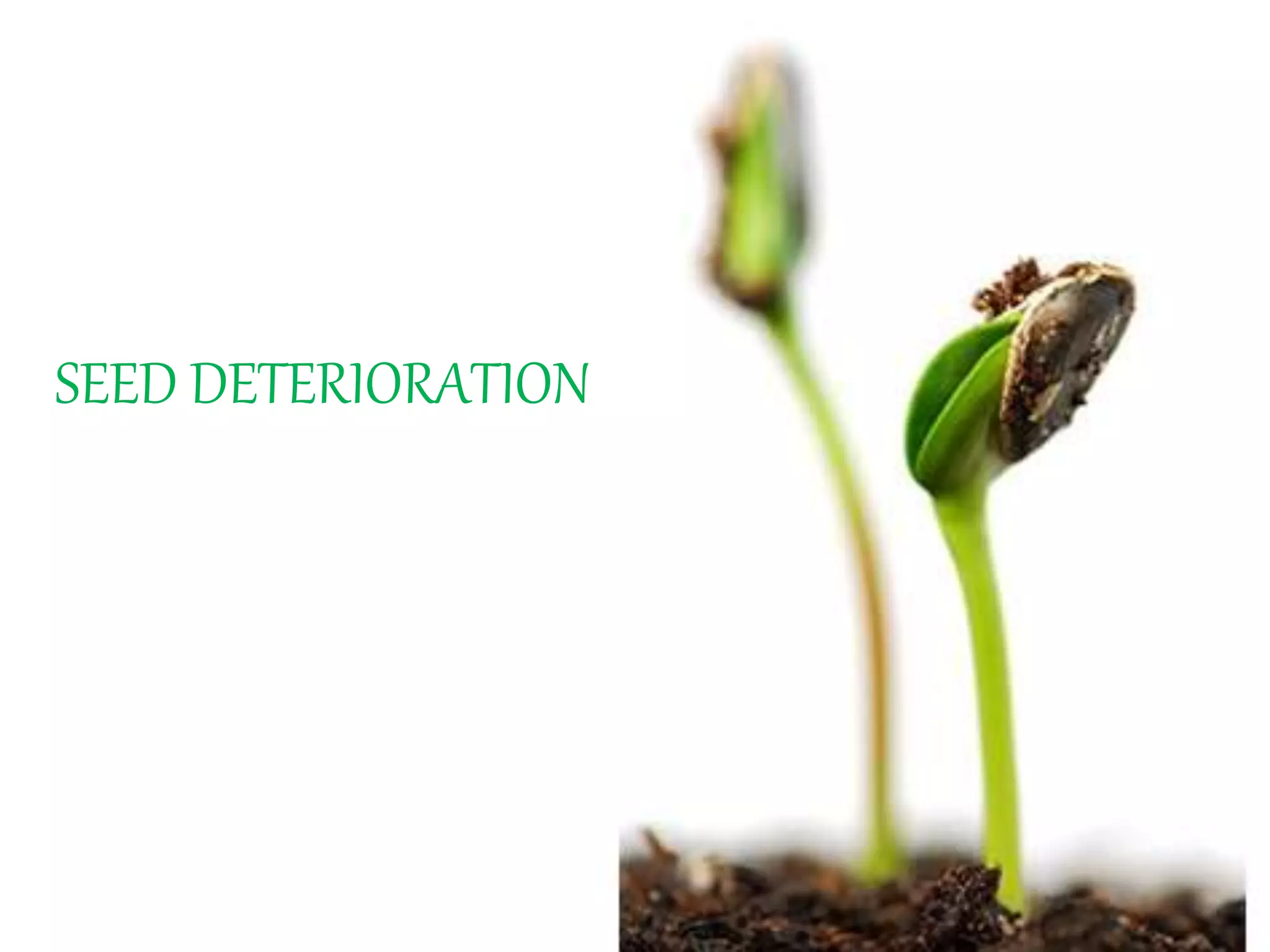 Seed deterioration | PPTX