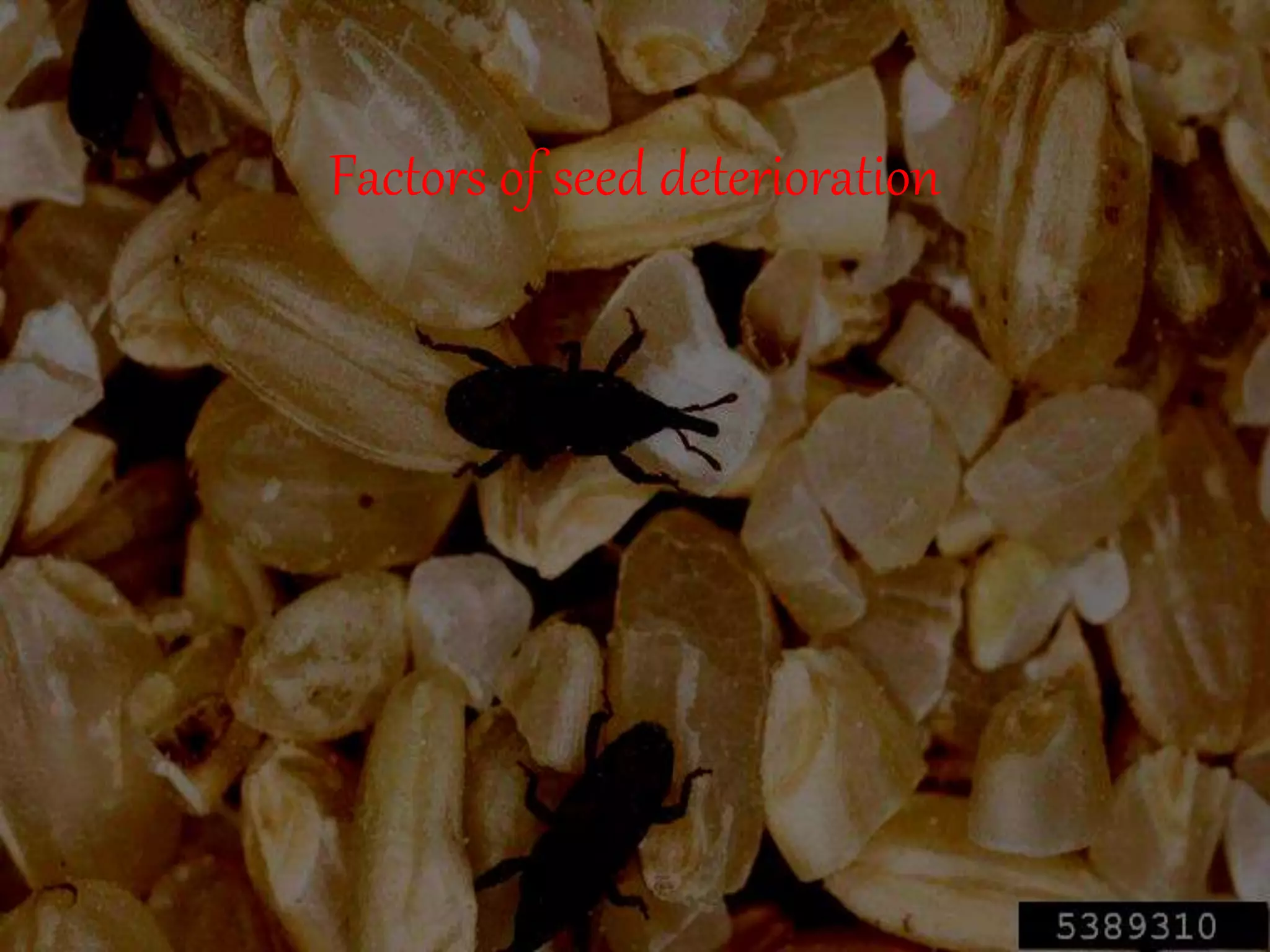 Seed deterioration | PPTX