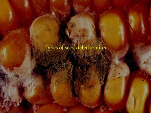 Seed deterioration | PPTX | Gardening | Home & Garden