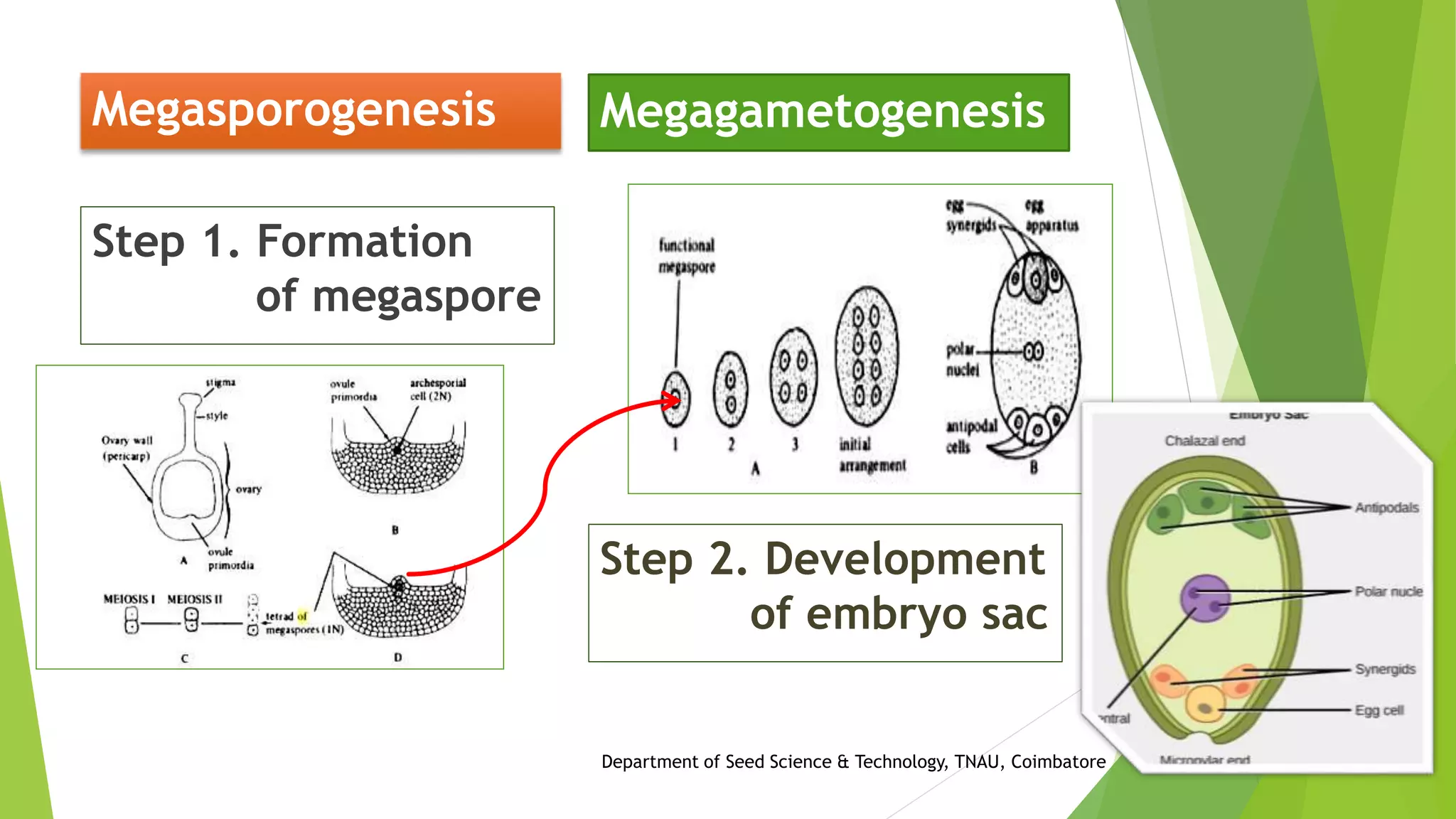 Seed development and maturation | PPTX