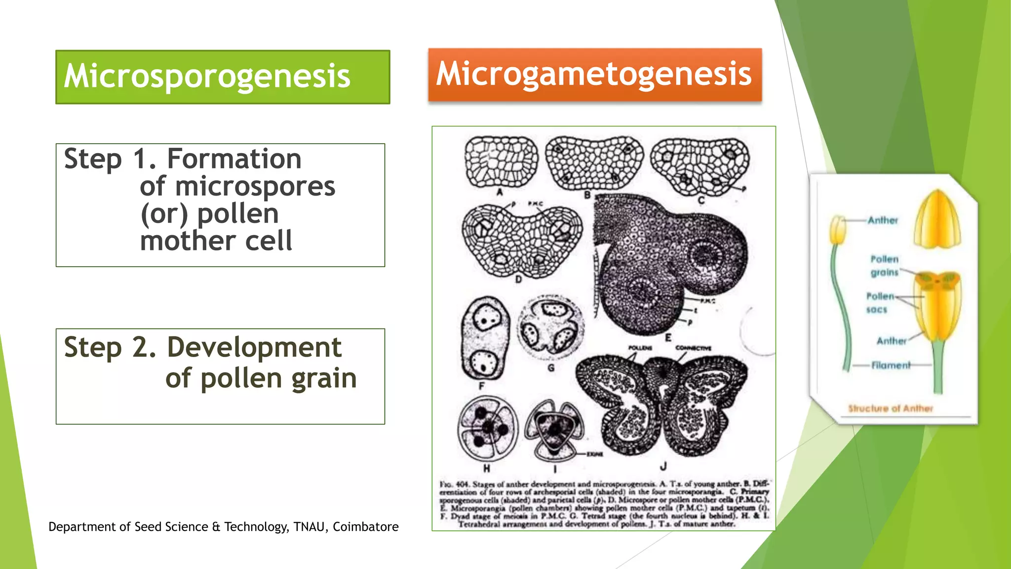 Seed development and maturation | PPTX