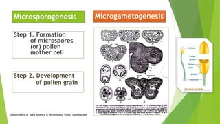 Seed development and maturation | PPTX