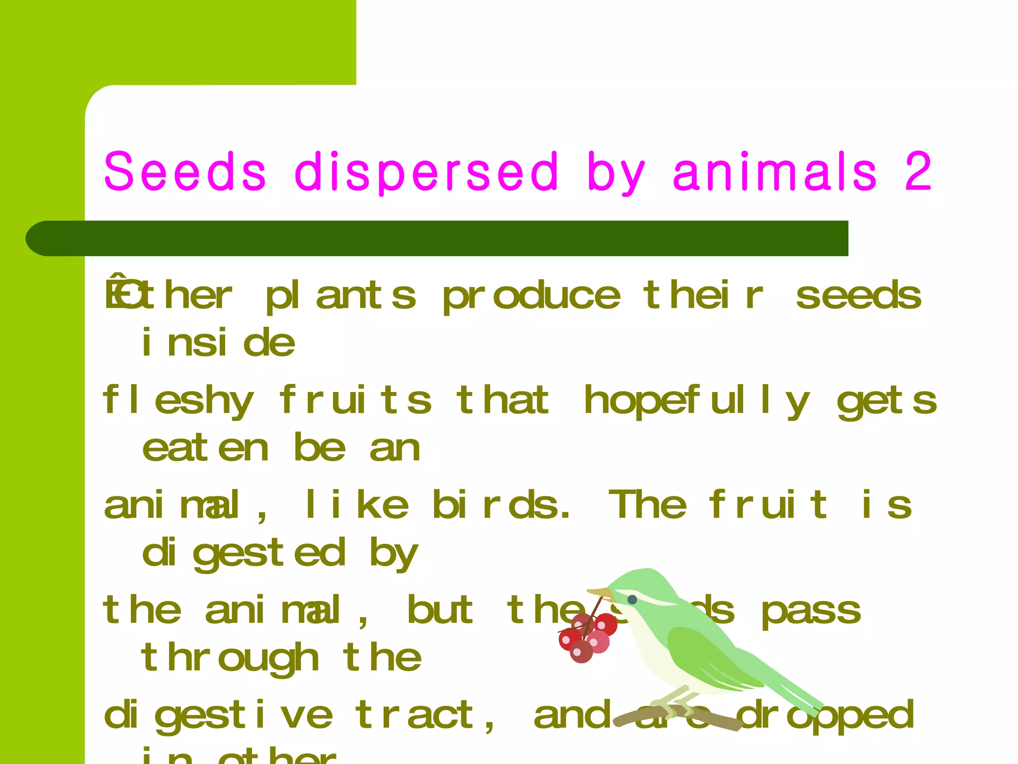 Seed Dispersal | PPT | Gardening | Home & Garden