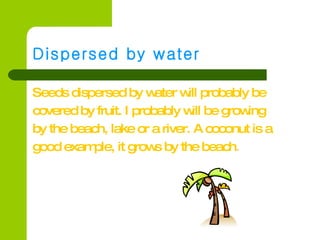 Seed Dispersal | PPT | Gardening | Home & Garden