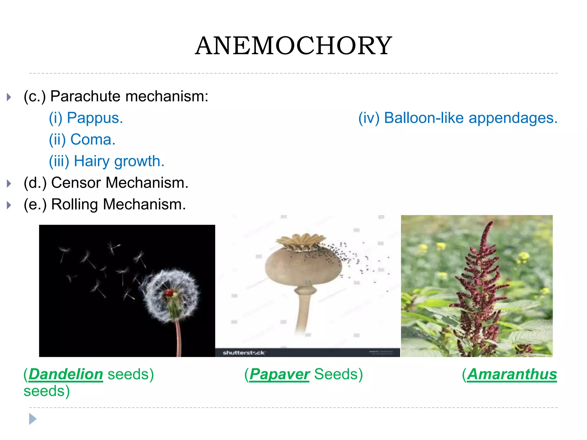 Seed Dispersal (Reproductive Biology of Angiosperms) | PPTX