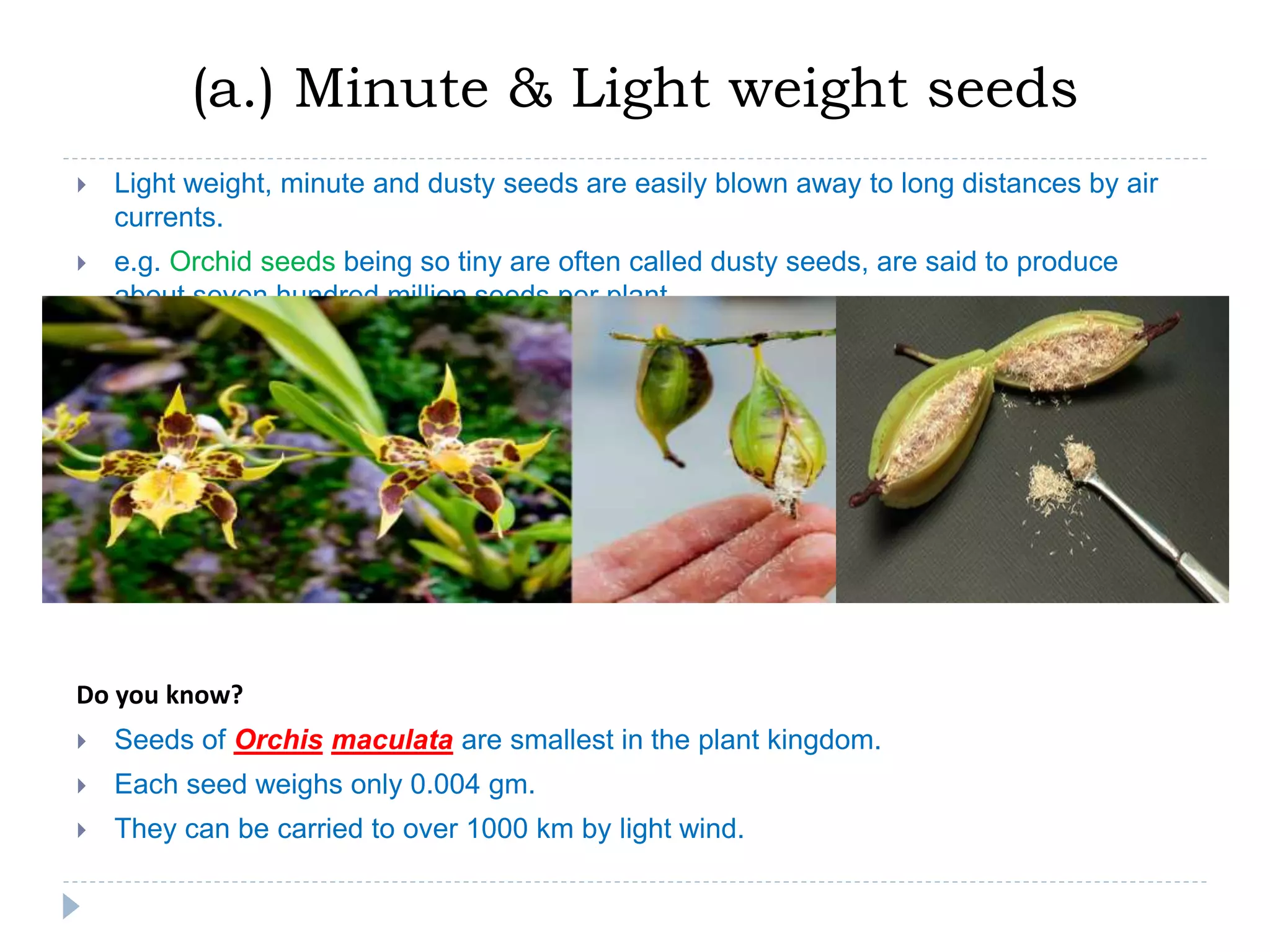 Seed Dispersal (Reproductive Biology of Angiosperms) | PPTX