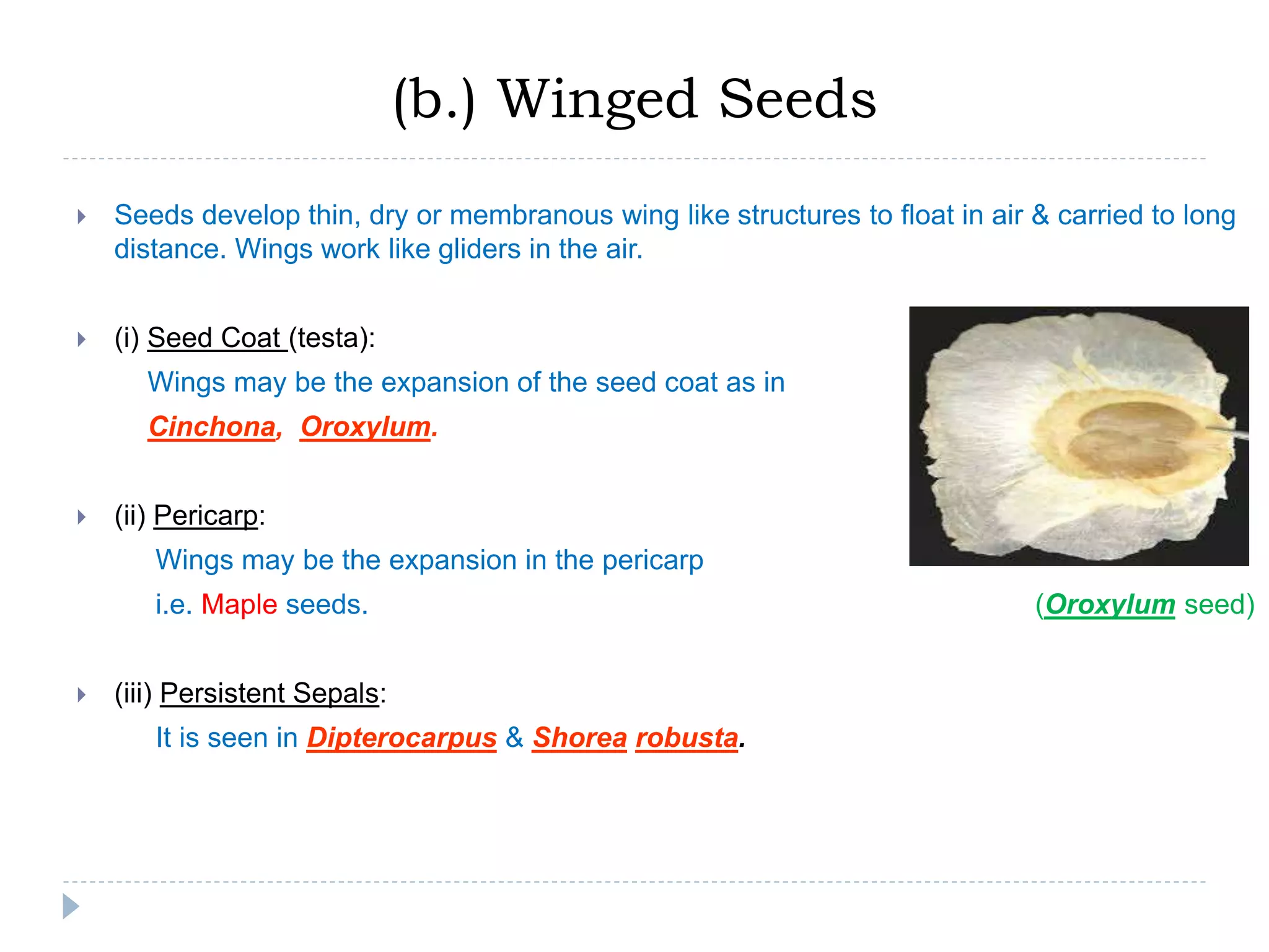 Seed Dispersal (Reproductive Biology of Angiosperms) | PPTX