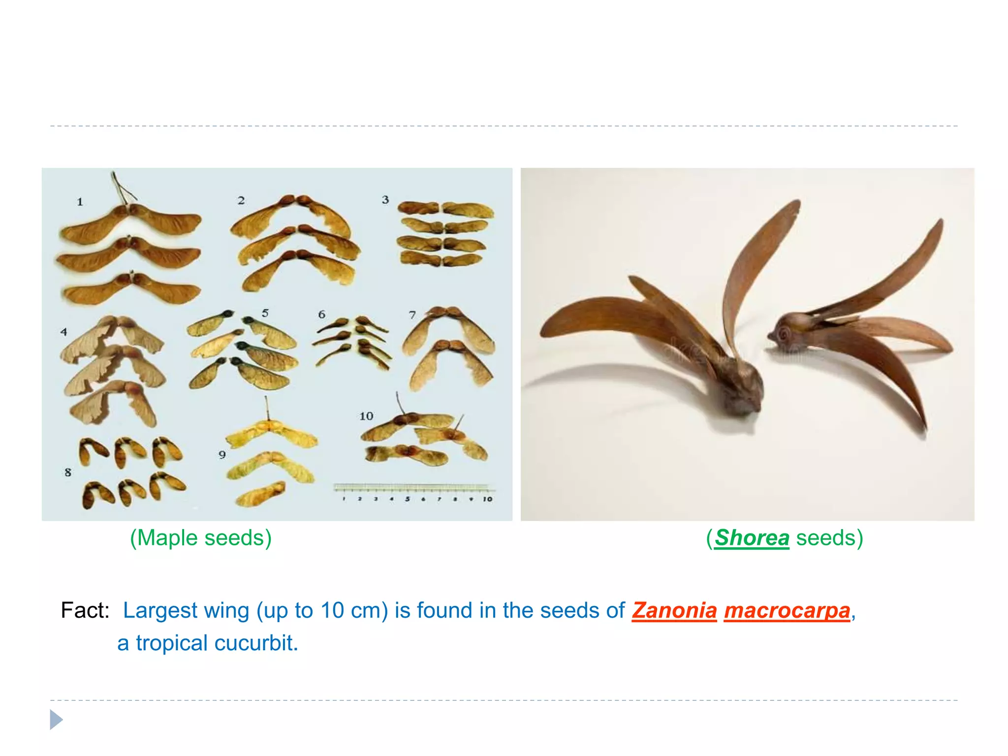 Seed Dispersal (Reproductive Biology of Angiosperms) | PPTX