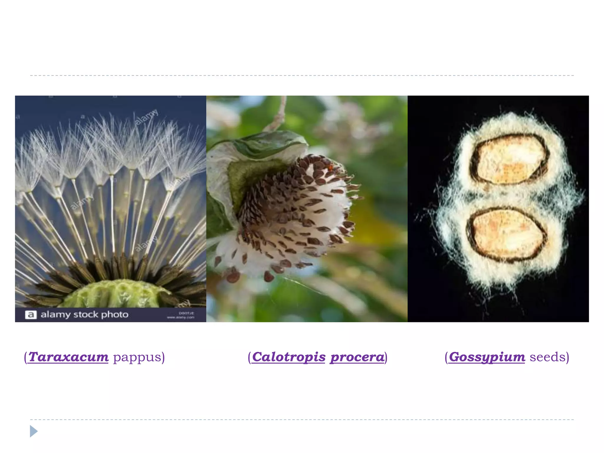Seed Dispersal (Reproductive Biology of Angiosperms) | PPTX