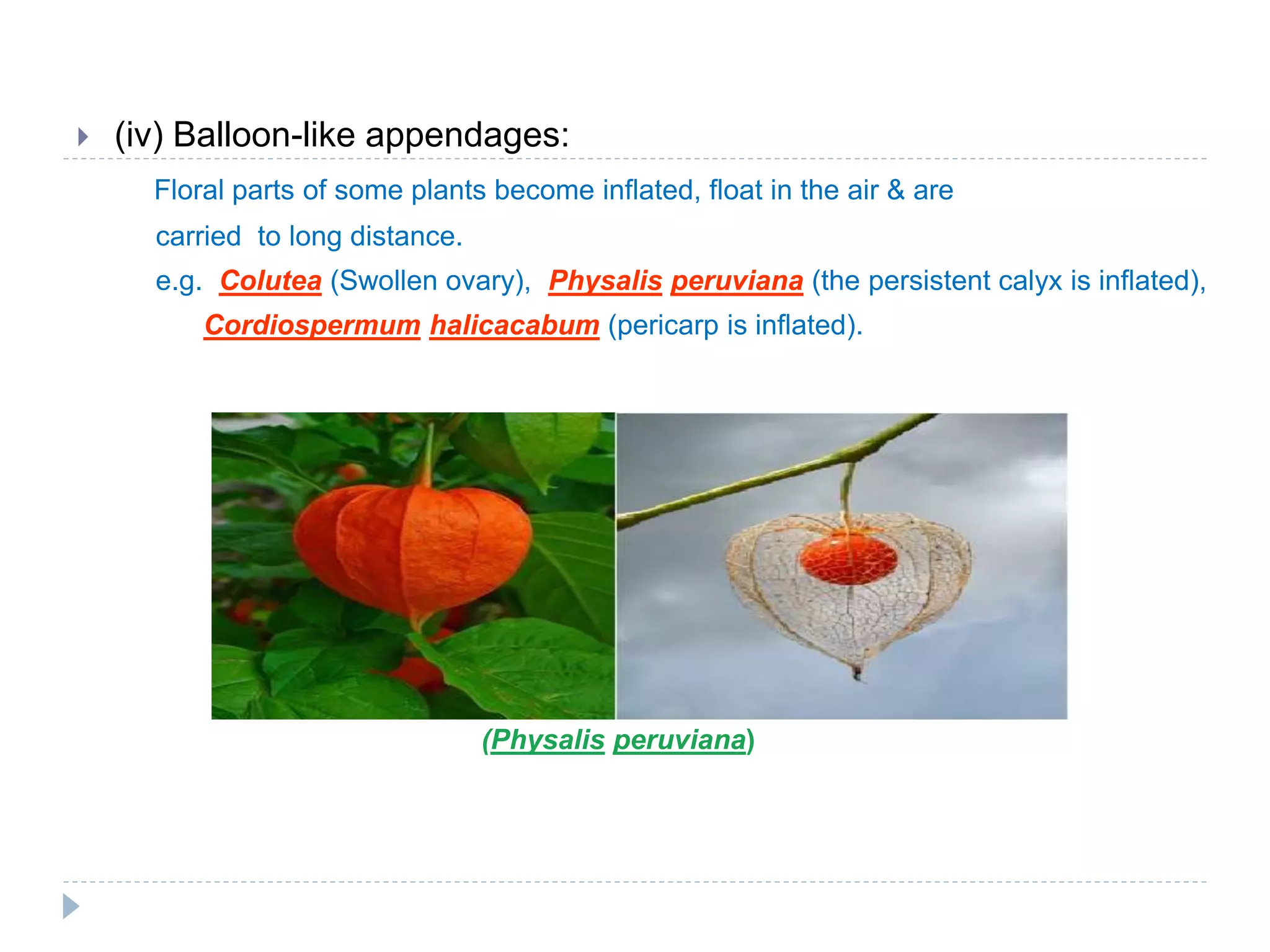 Seed Dispersal (Reproductive Biology of Angiosperms) | PPTX