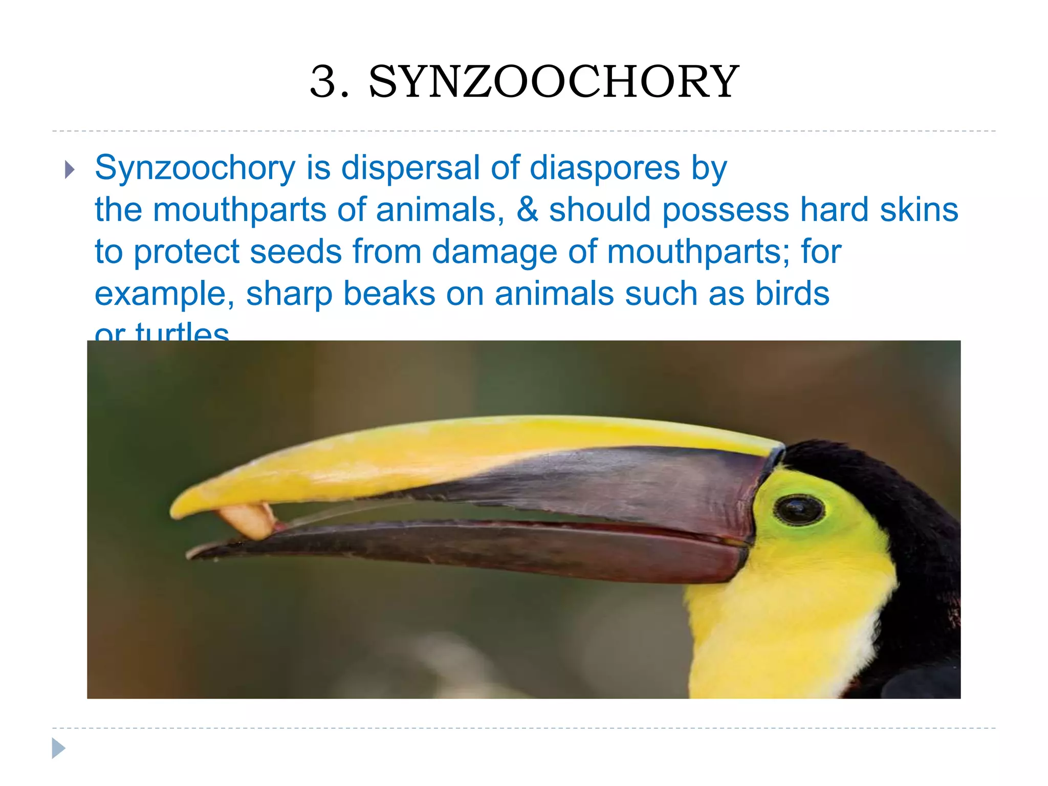 Seed Dispersal (Reproductive Biology of Angiosperms) | PPTX