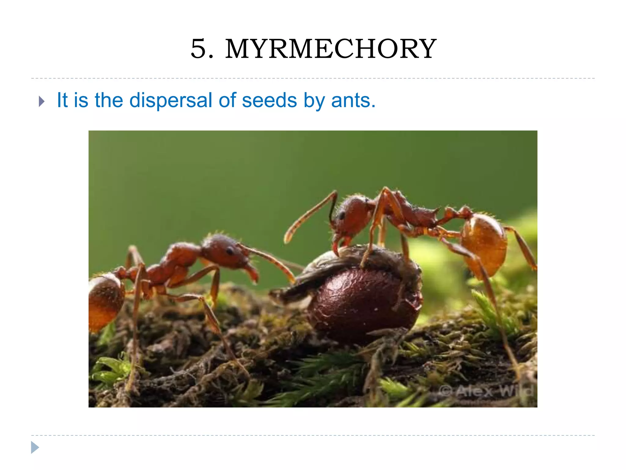 Seed Dispersal (Reproductive Biology of Angiosperms) | PPTX