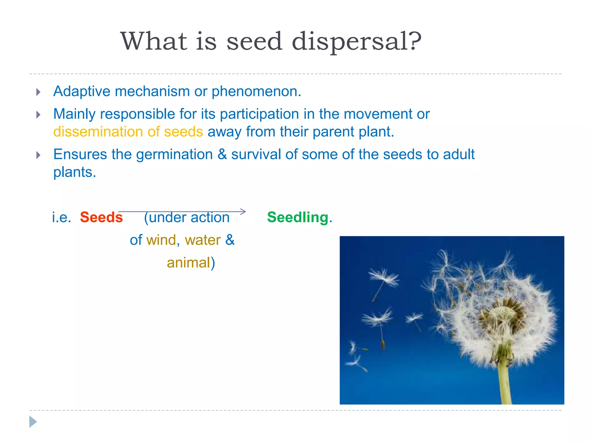 Seed Dispersal (Reproductive Biology of Angiosperms) | PPTX