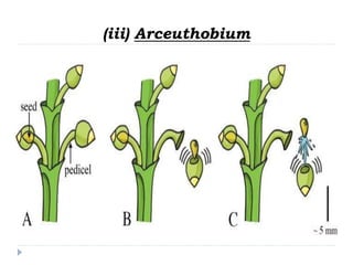 Seed Dispersal (Reproductive Biology of Angiosperms) | PPTX