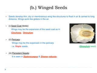 Seed Dispersal (Reproductive Biology of Angiosperms) | PPTX