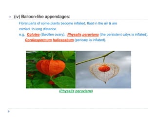 Seed Dispersal (Reproductive Biology of Angiosperms) | PPTX