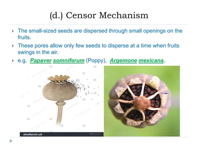 Seed Dispersal (Reproductive Biology of Angiosperms) | PPTX