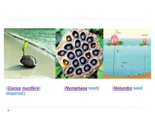 Seed Dispersal (Reproductive Biology of Angiosperms) | PPTX