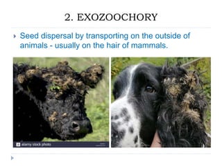 Seed Dispersal (Reproductive Biology of Angiosperms) | PPTX