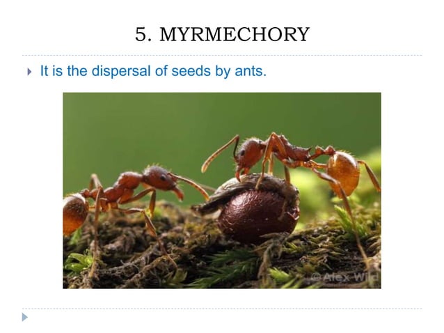 Seed Dispersal (Reproductive Biology of Angiosperms) | PPTX