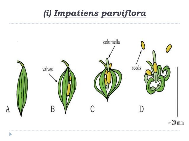 Seed Dispersal (Reproductive Biology of Angiosperms) | PPTX